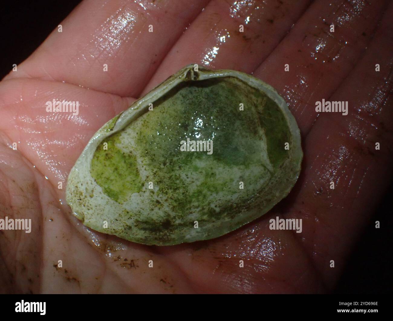 Macoma nasuta hi-res stock photography and images - Alamy