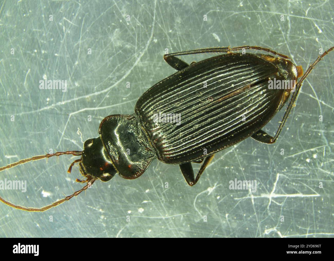 European Gazelle Beetle (Nebria brevicollis Stock Photo - Alamy