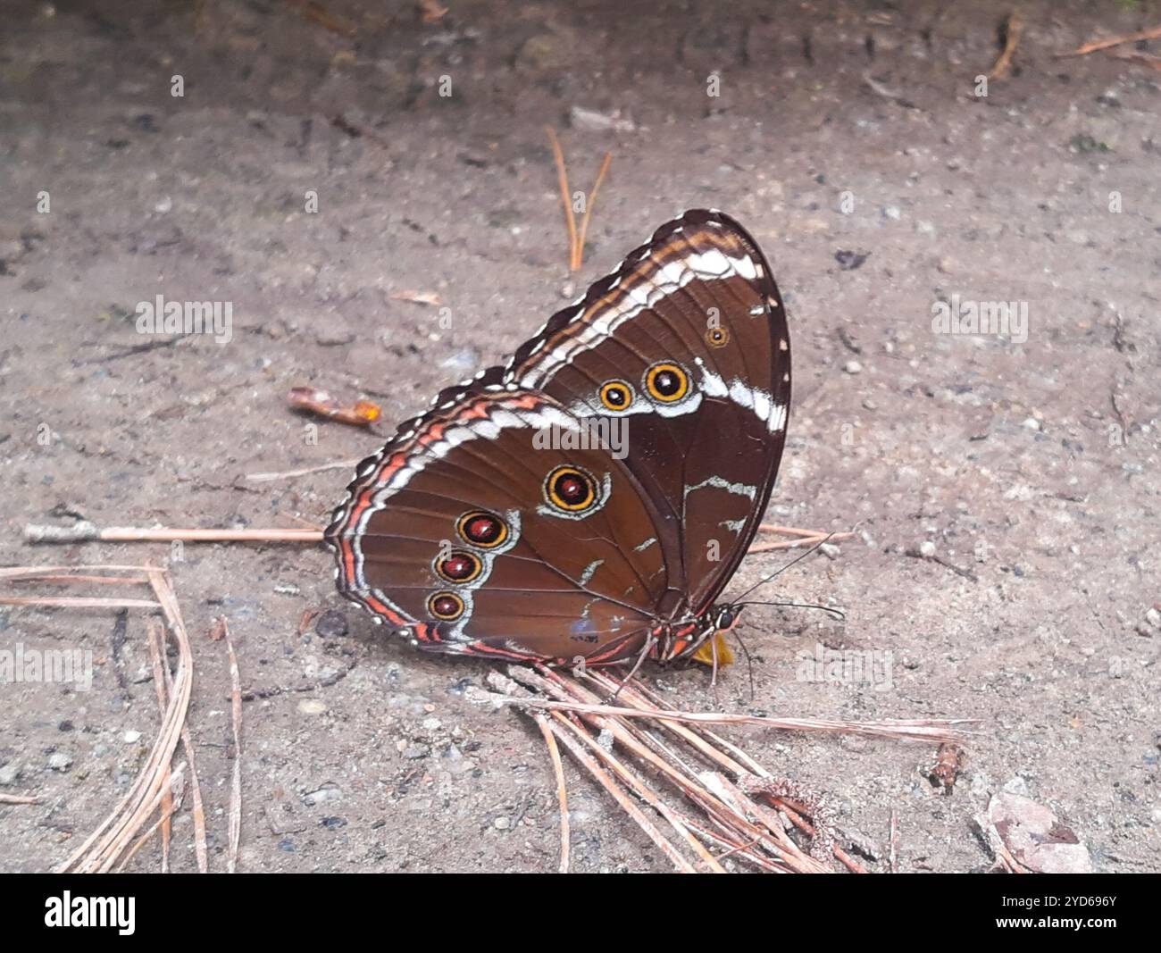 (Morpho helenor achillides Stock Photo - Alamy