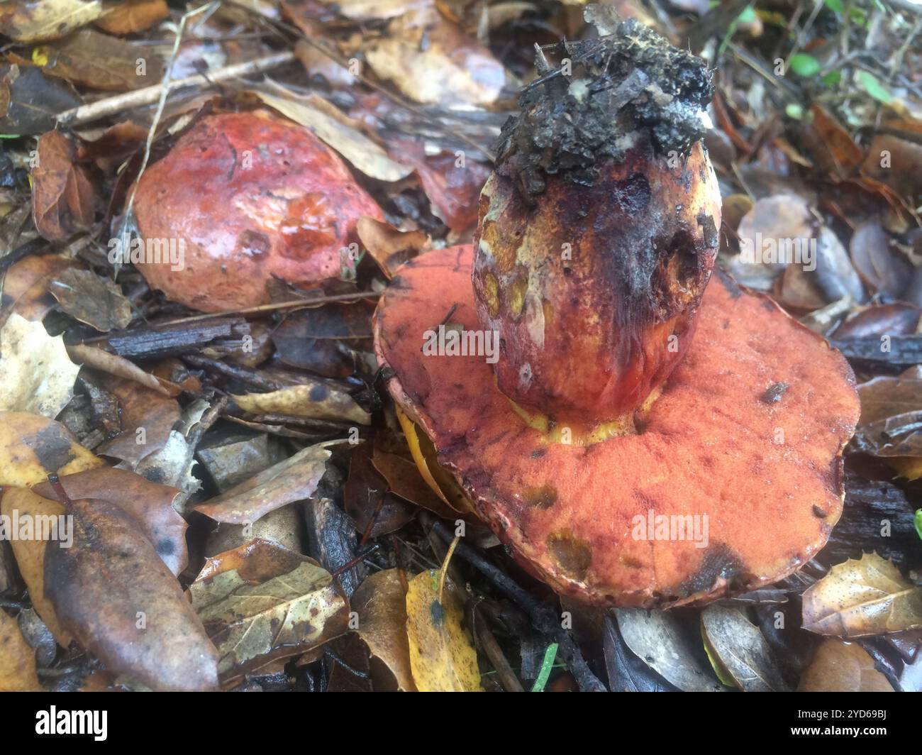 Liver Bolete (Suillellus amygdalinus Stock Photo - Alamy