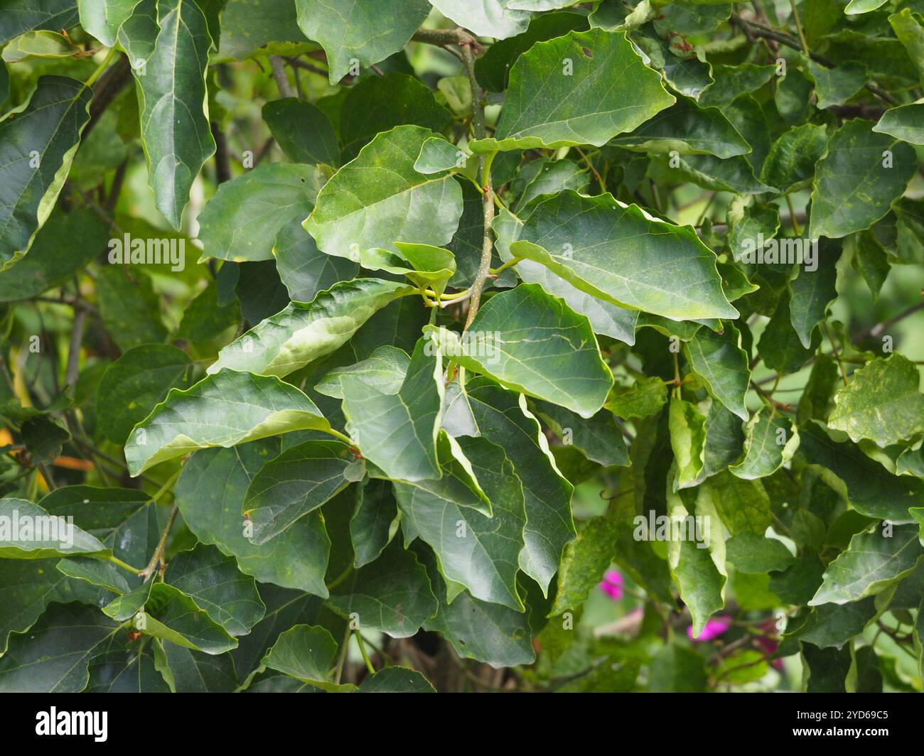 Clammy Cherry (Cordia dichotoma Stock Photo - Alamy