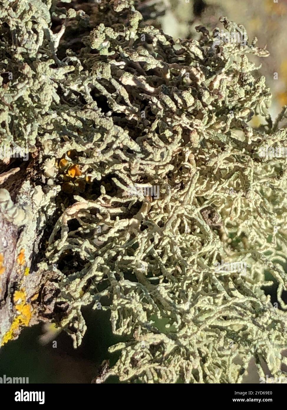 Bristly Beard Lichen (Usnea hirta Stock Photo - Alamy