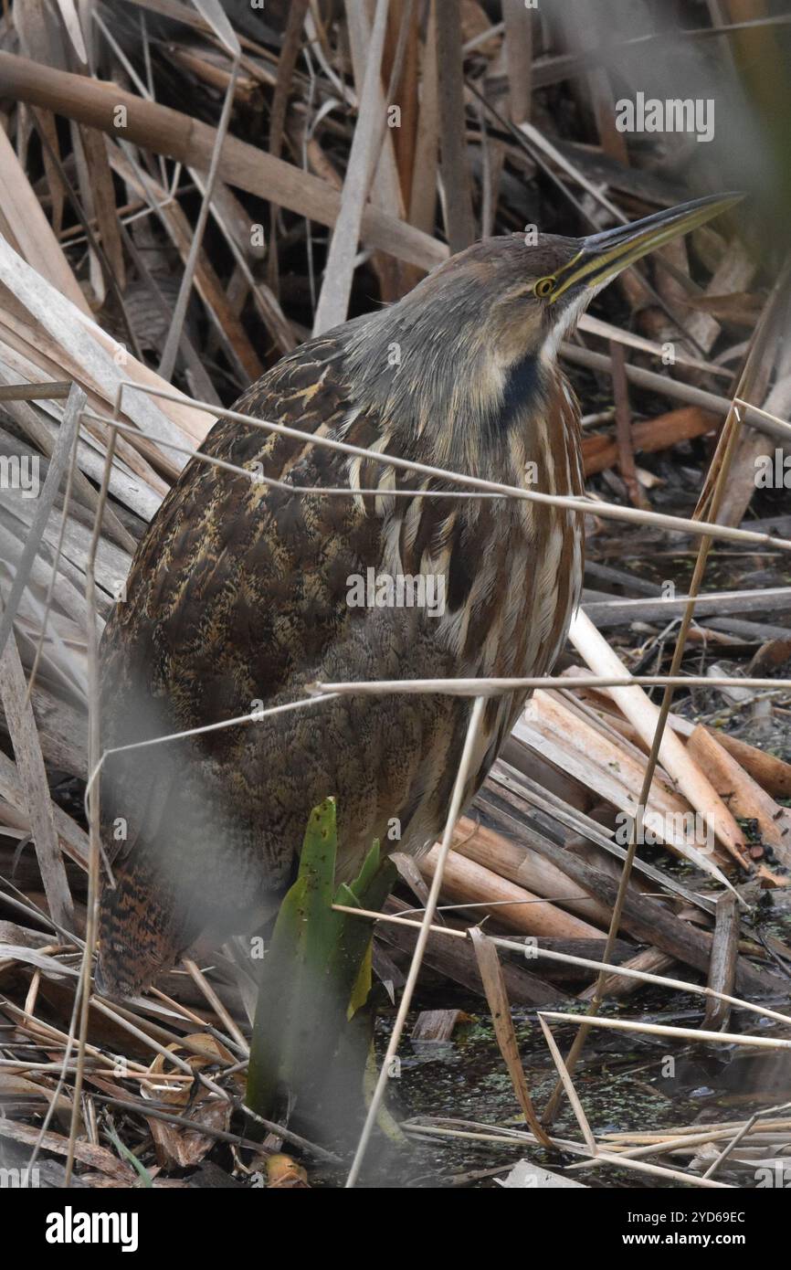 American Bittern (Botaurus lentiginosus Stock Photo - Alamy