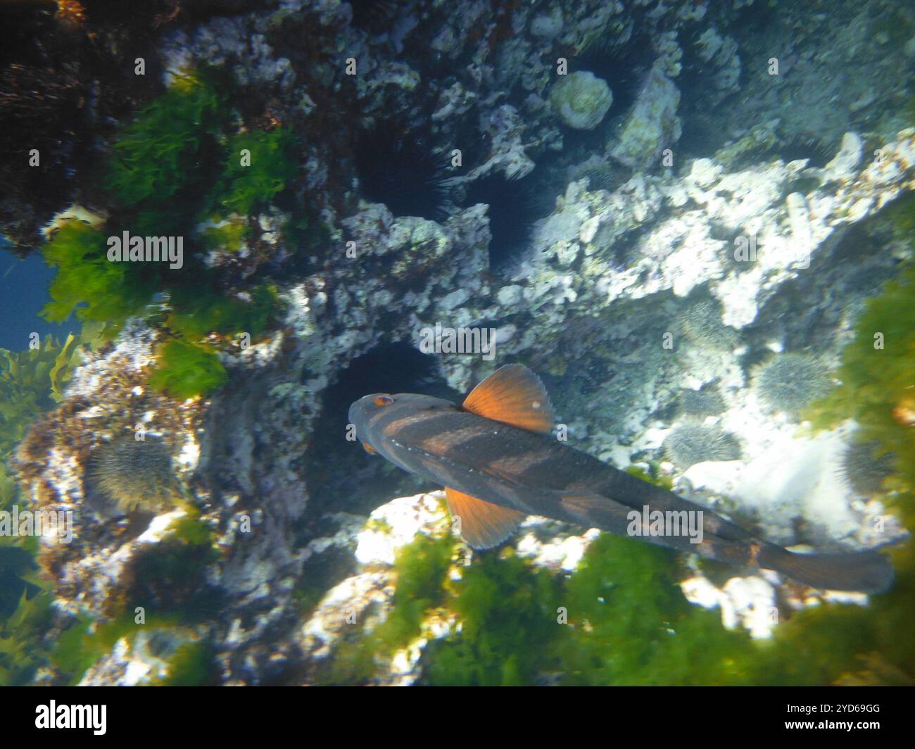 Banded Morwong (Chirodactylus spectabilis Stock Photo - Alamy