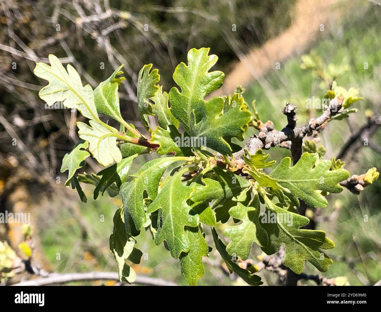valley oak (Quercus lobata Stock Photo - Alamy
