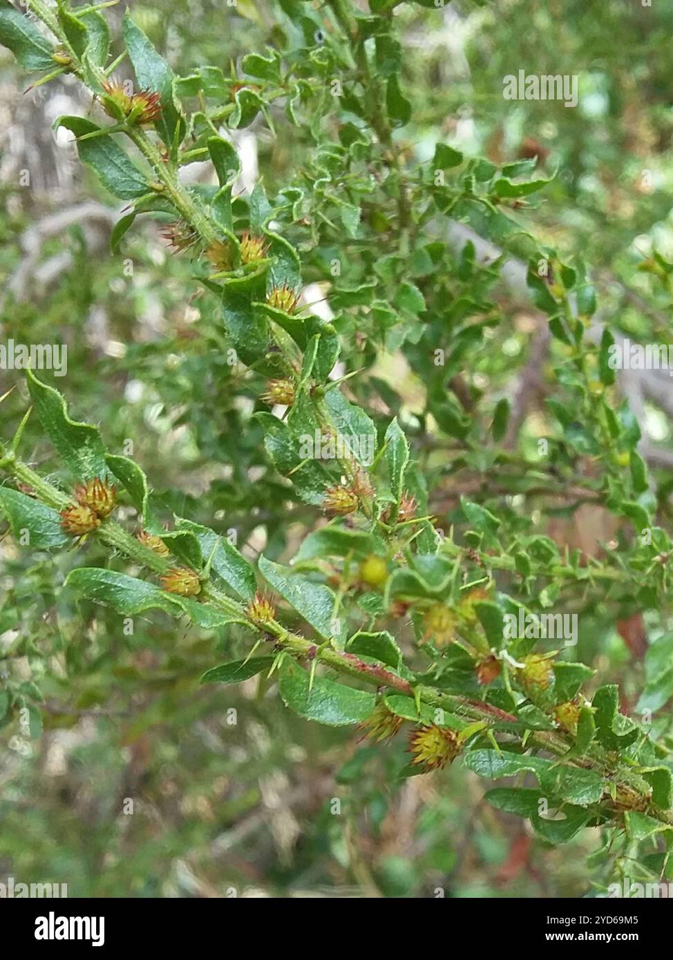 Kangaroo thorn (Acacia paradoxa Stock Photo - Alamy