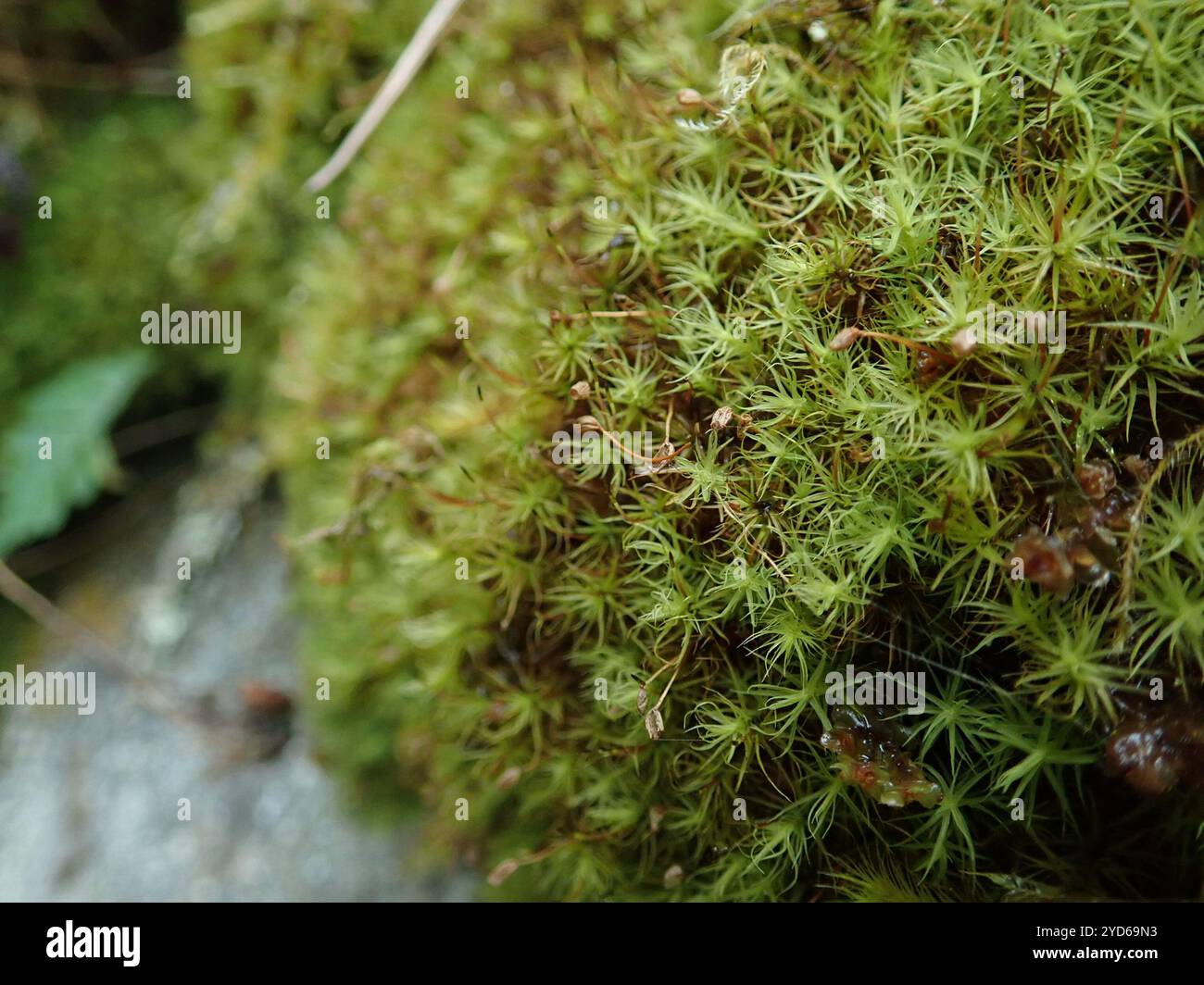 Common Apple-moss (Bartramia pomiformis Stock Photo - Alamy