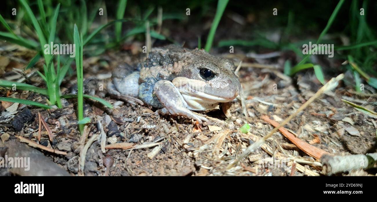Eastern Banjo Frog (Limnodynastes dumerilii Stock Photo - Alamy