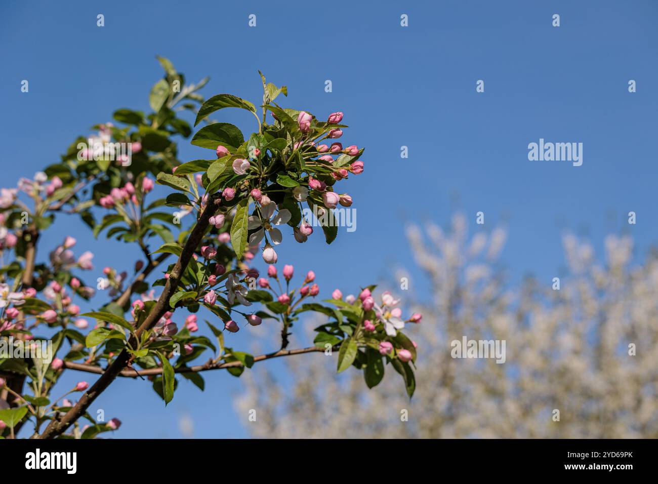 Bleeding apple hi-res stock photography and images - Alamy