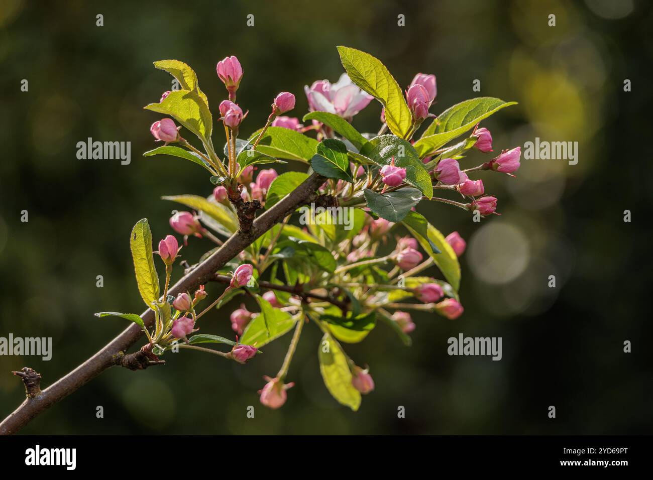 Bleeding apple hi-res stock photography and images - Alamy