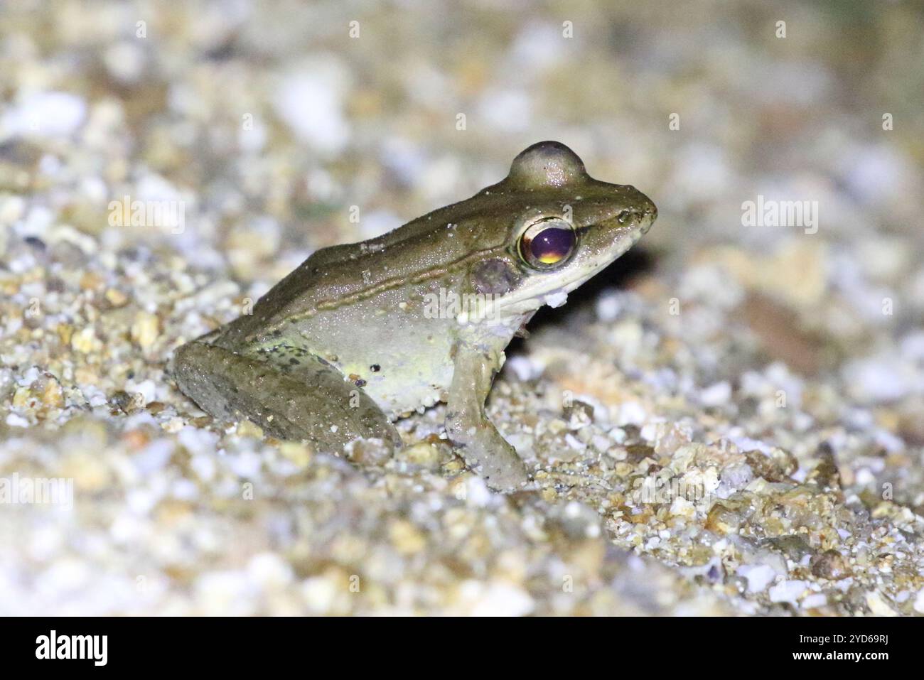 Australian Wood Frog (Papurana daemeli Stock Photo - Alamy
