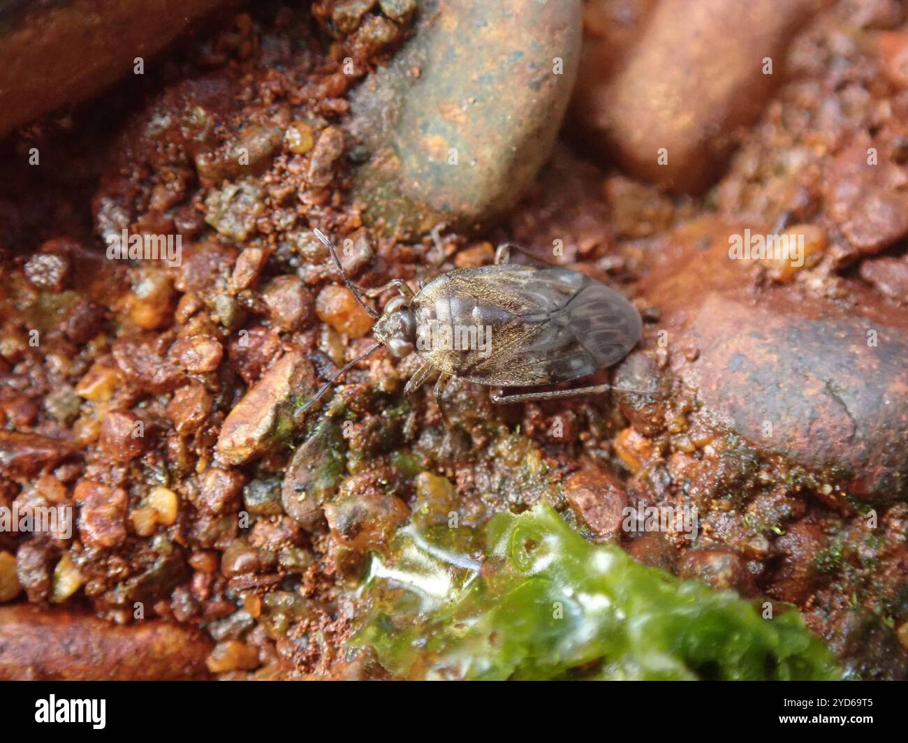 Shore bugs (Saldidae Stock Photo - Alamy