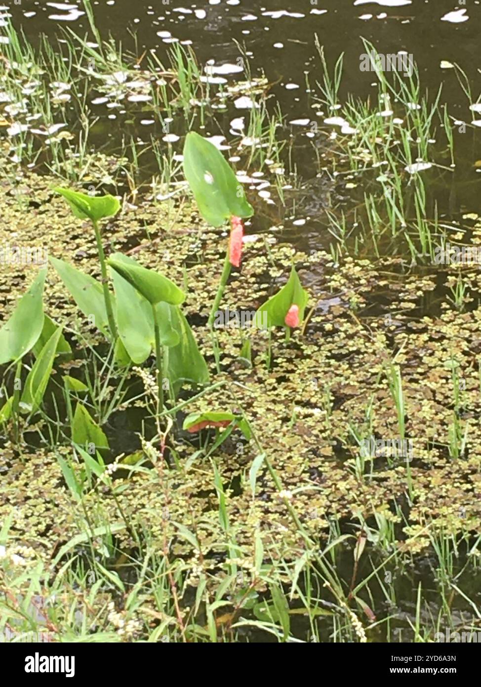 Island Apple Snail (Pomacea maculata Stock Photo - Alamy