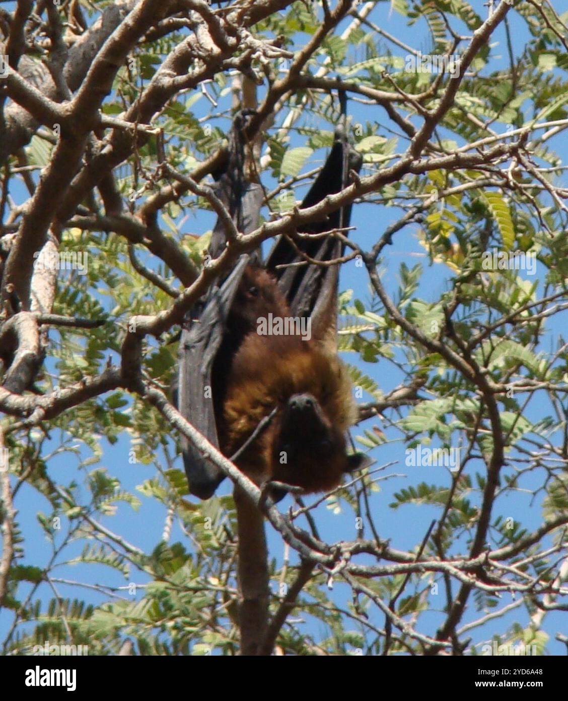 Indian Flying-fox (Pteropus giganteus Stock Photo - Alamy