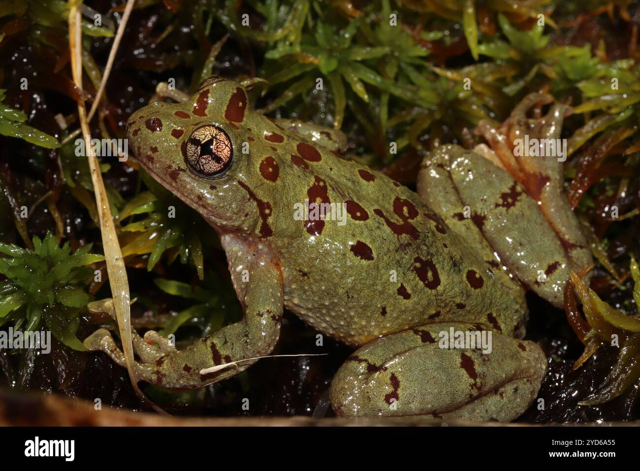 Cape Ghost frog (Heleophryne purcelli Stock Photo - Alamy