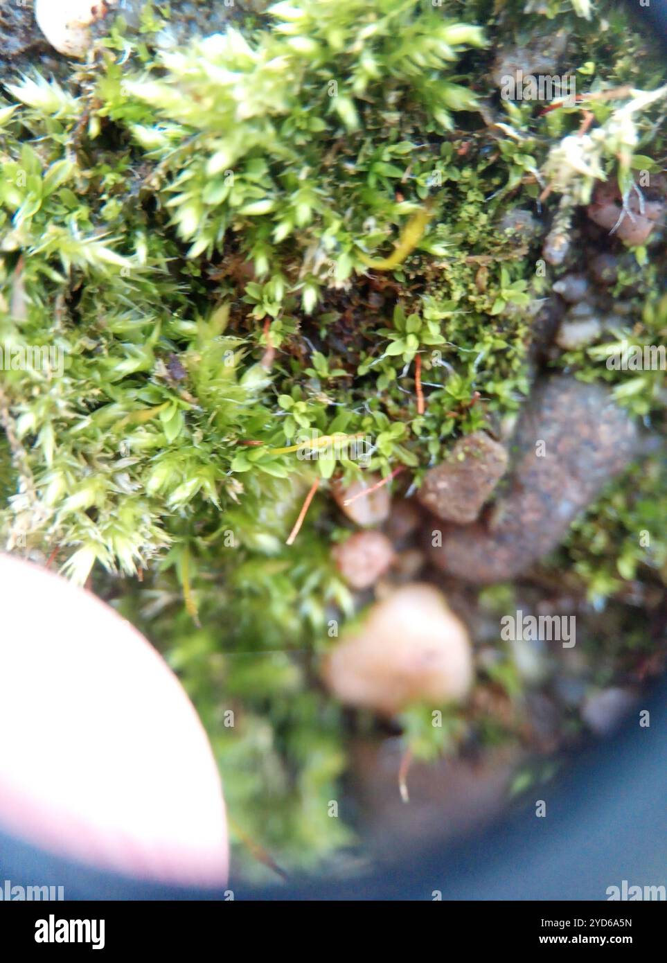 Wall Screw-moss (Tortula muralis Stock Photo - Alamy