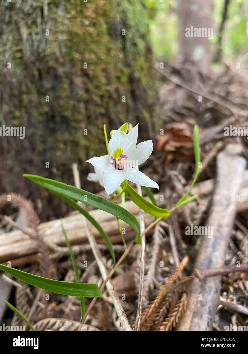 Dendrobium cunninghamii dendrobium cunninghamii hi-res stock ...