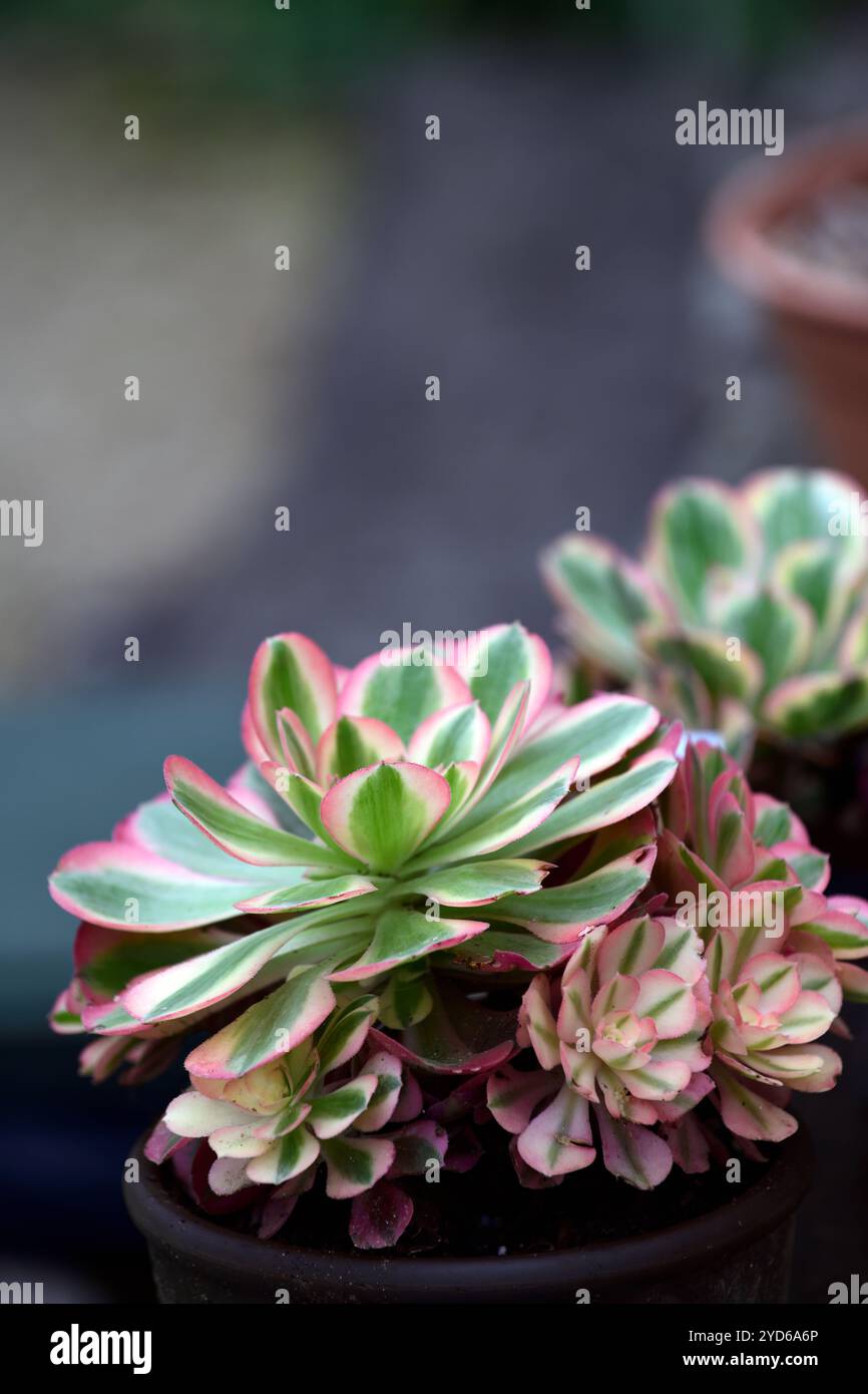 aeonium marnier lapostolle variegated,aeonium display,aeonium in pots ...