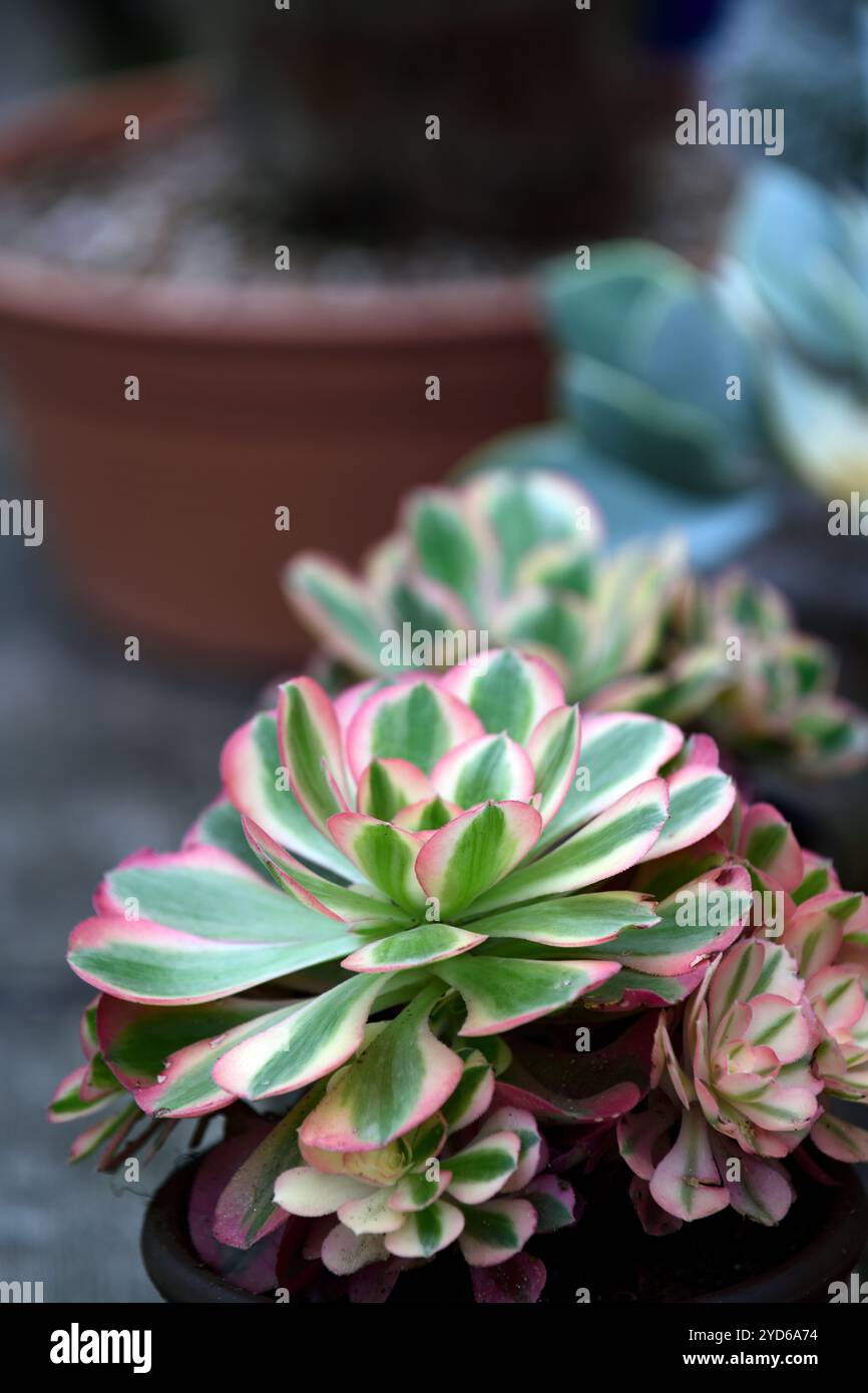 aeonium marnier lapostolle variegated,aeonium display,aeonium in pots ...