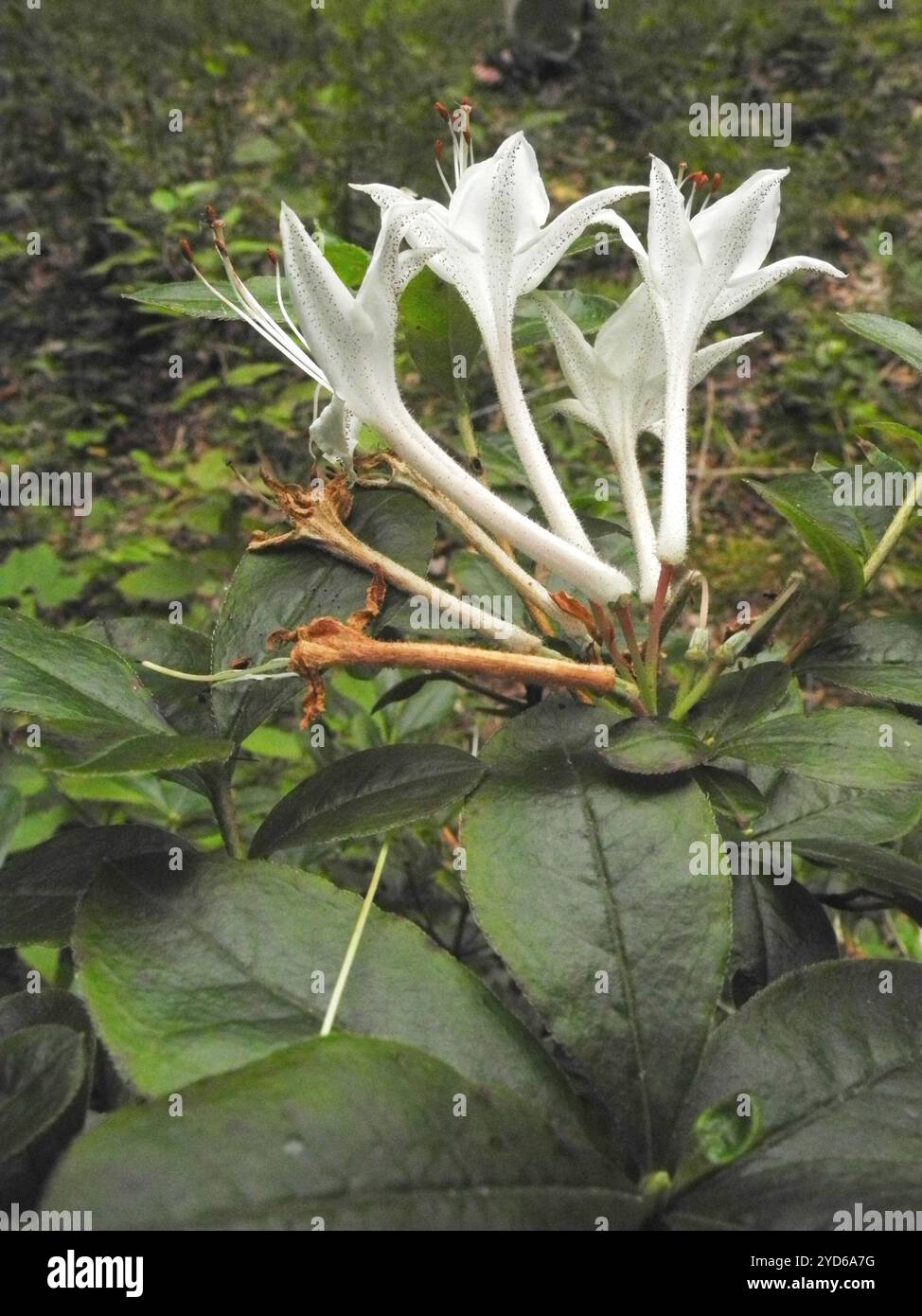swamp azalea (Rhododendron viscosum Stock Photo - Alamy