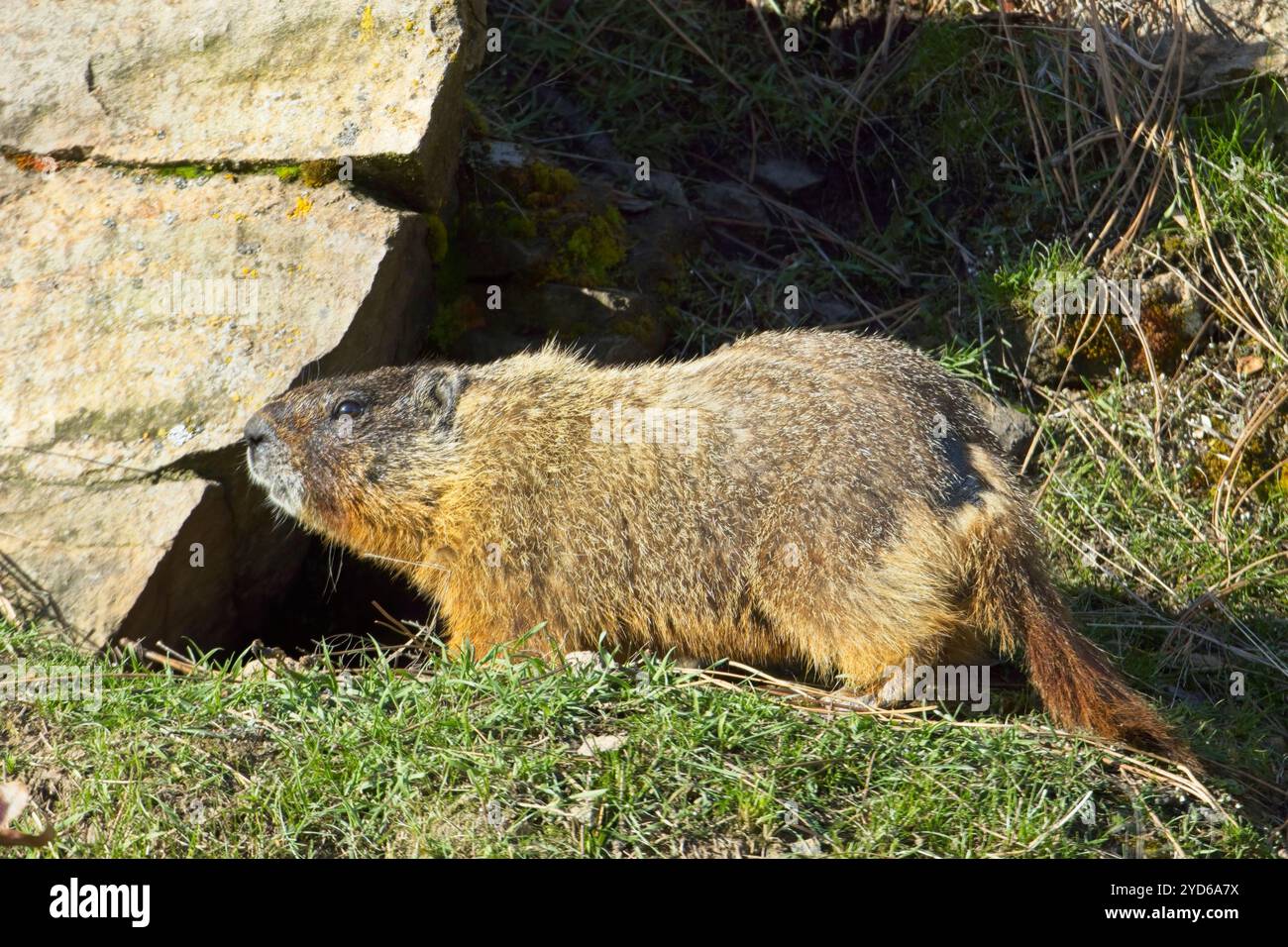 Cute marmot standing by a rock Stock Photo - Alamy