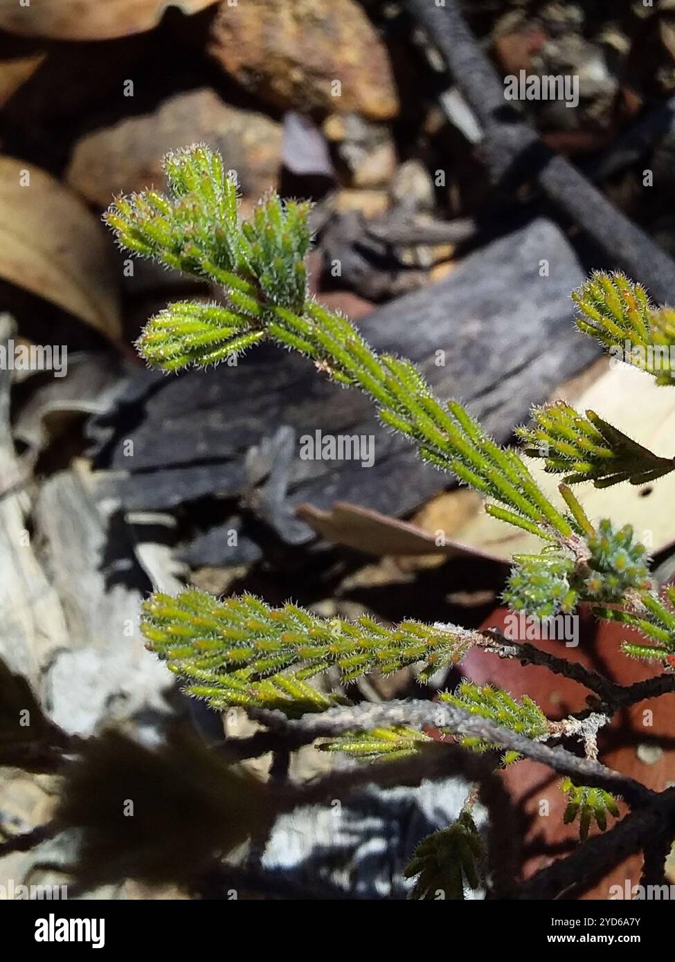 Fringe Myrtle (Calytrix tetragona Stock Photo - Alamy