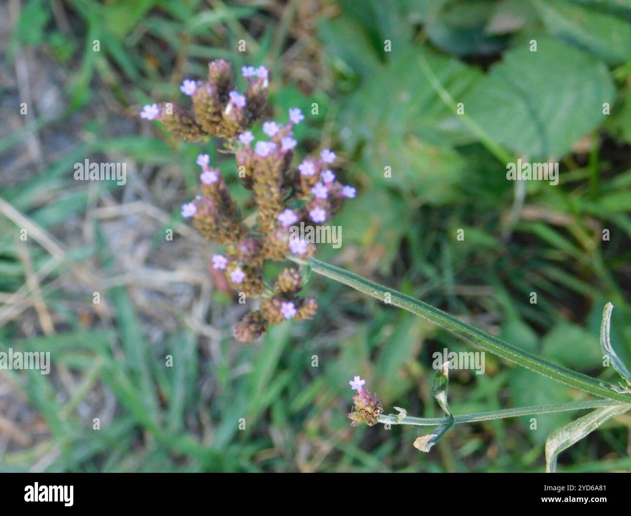purpletop vervain (Verbena bonariensis Stock Photo - Alamy