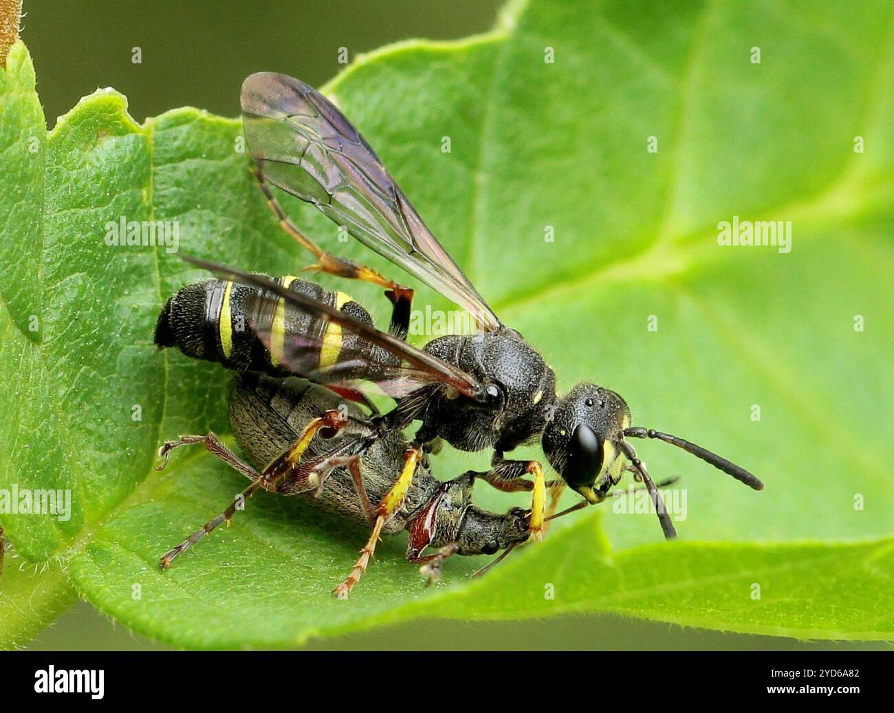 Typical Weevil Wasps and Allies (Cerceris Stock Photo - Alamy