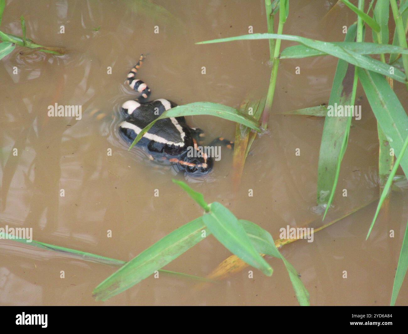Red-Banded Rubber Frog (Phrynomantis bifasciatus Stock Photo - Alamy