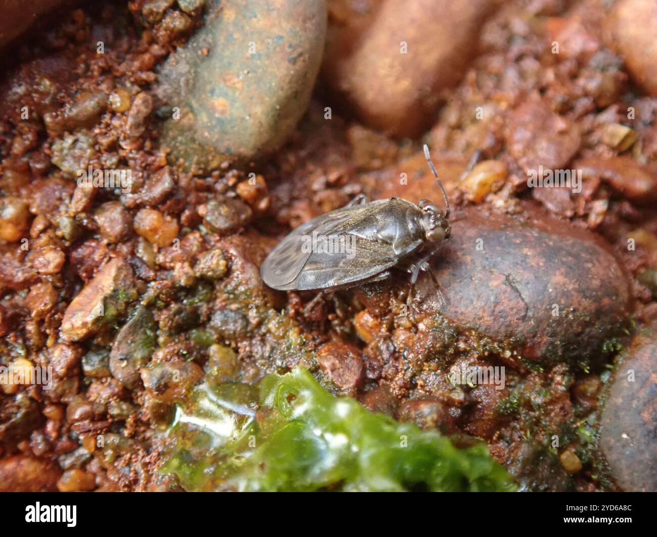Shore bugs (Saldidae Stock Photo - Alamy