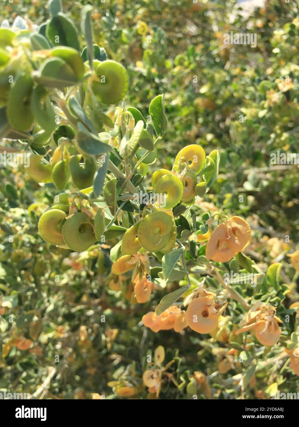 tree medick (Medicago arborea Stock Photo - Alamy