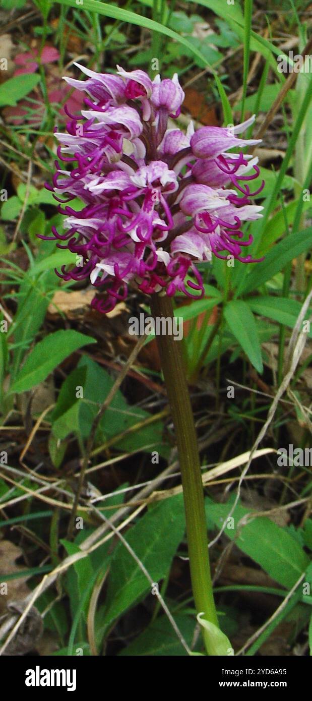 (Orchis simia simia Stock Photo - Alamy
