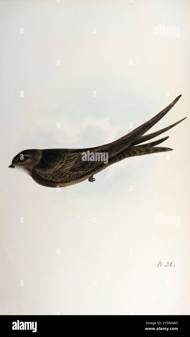 Swift. Plate 36. Meyer's British Birds 1842 Stock Photo - Alamy