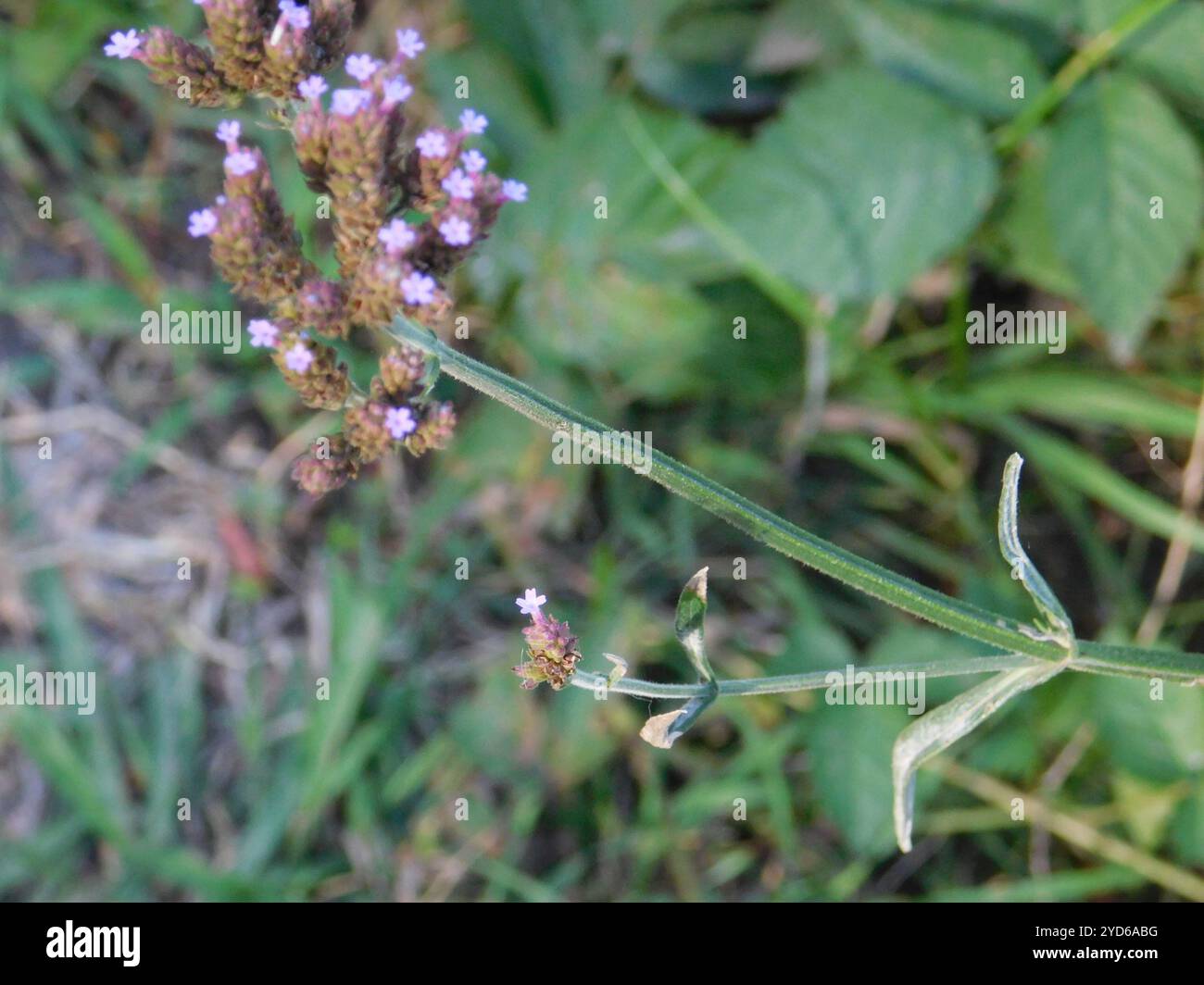 purpletop vervain (Verbena bonariensis Stock Photo - Alamy