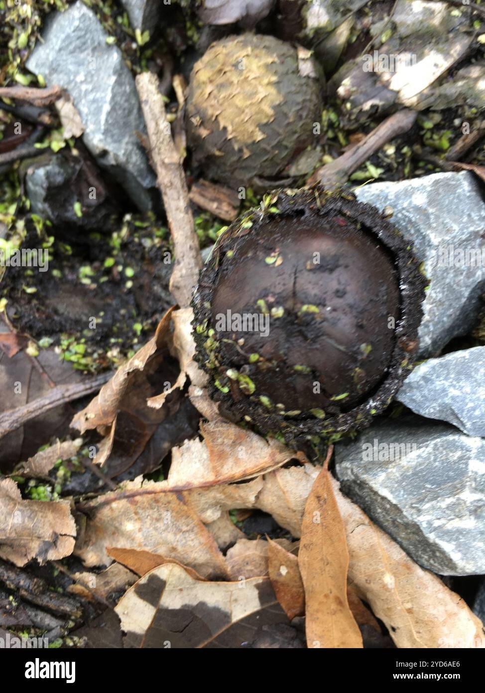 overcup oak (Quercus lyrata Stock Photo - Alamy