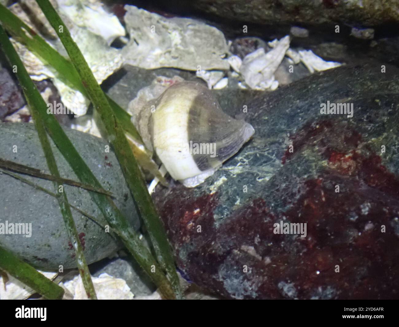 Frilled Dogwinkle (Nucella lamellosa Stock Photo - Alamy