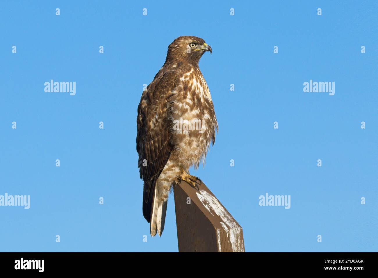 Brown red tailed hawk hi-res stock photography and images - Alamy