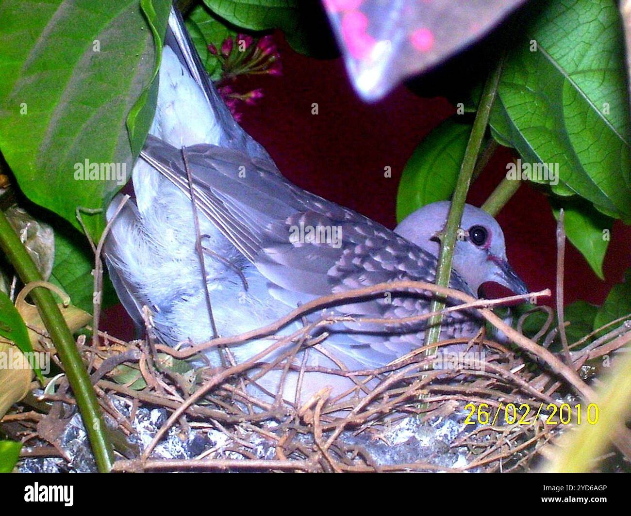 Spotted Dove (Spilopelia chinensis Stock Photo - Alamy