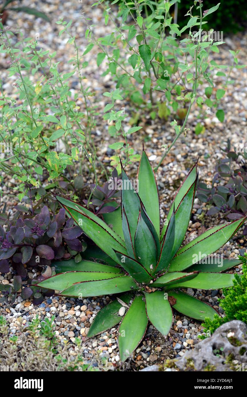 Agave shaka zulu hi-res stock photography and images - Alamy