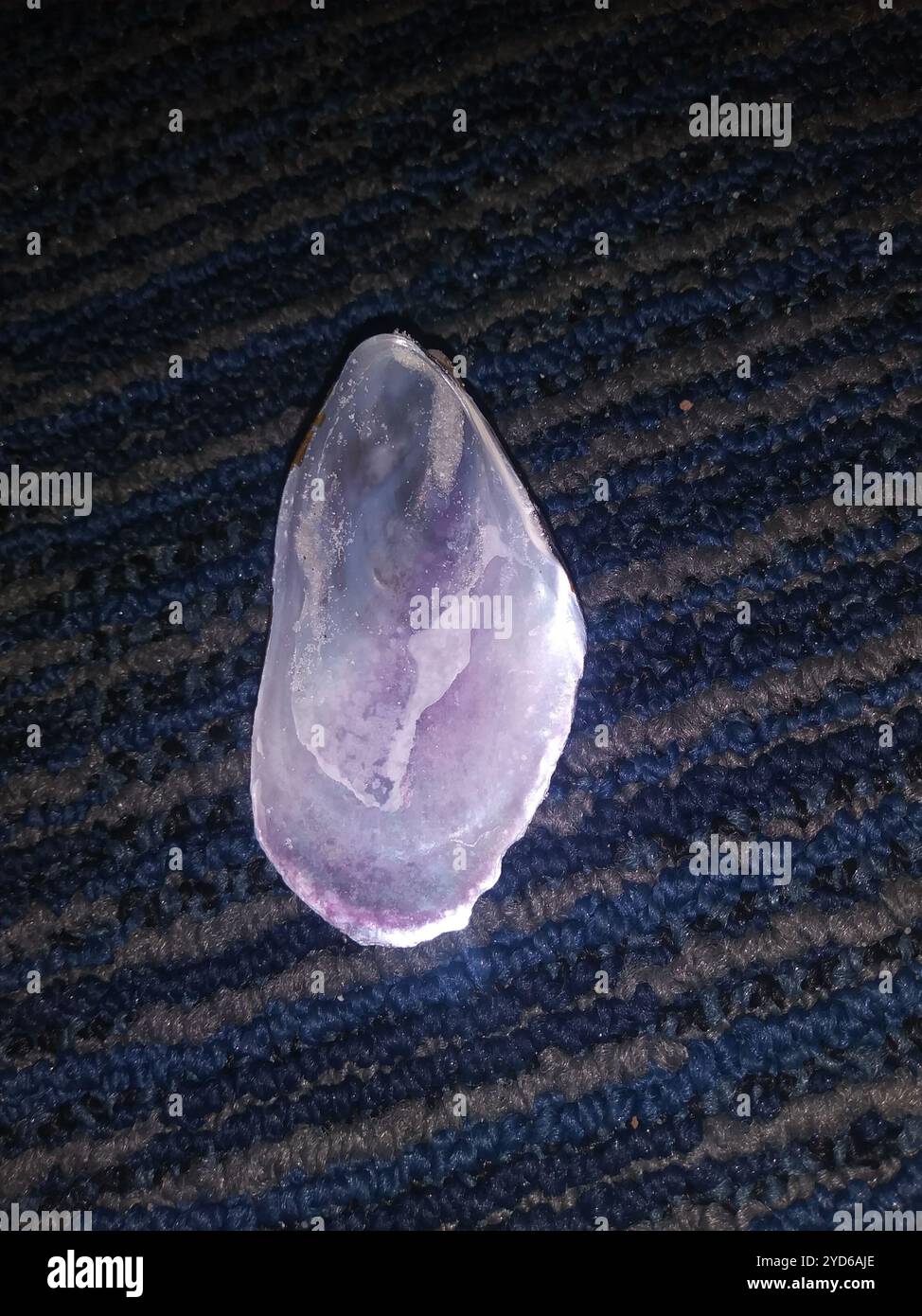 Modiolus hi-res stock photography and images - Alamy