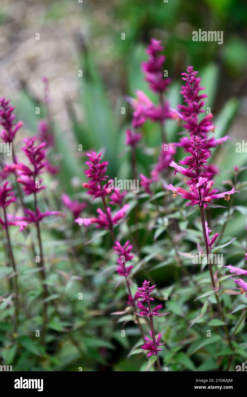agastache mexicana sangria,Mexican Giant Hyssop,agastache in border ...