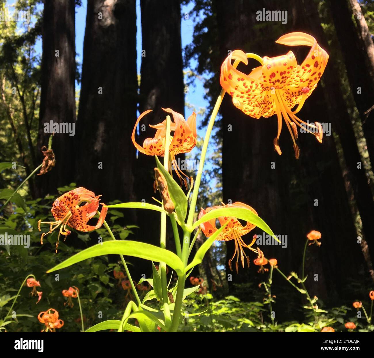 leopard lily (Lilium pardalinum pardalinum Stock Photo - Alamy