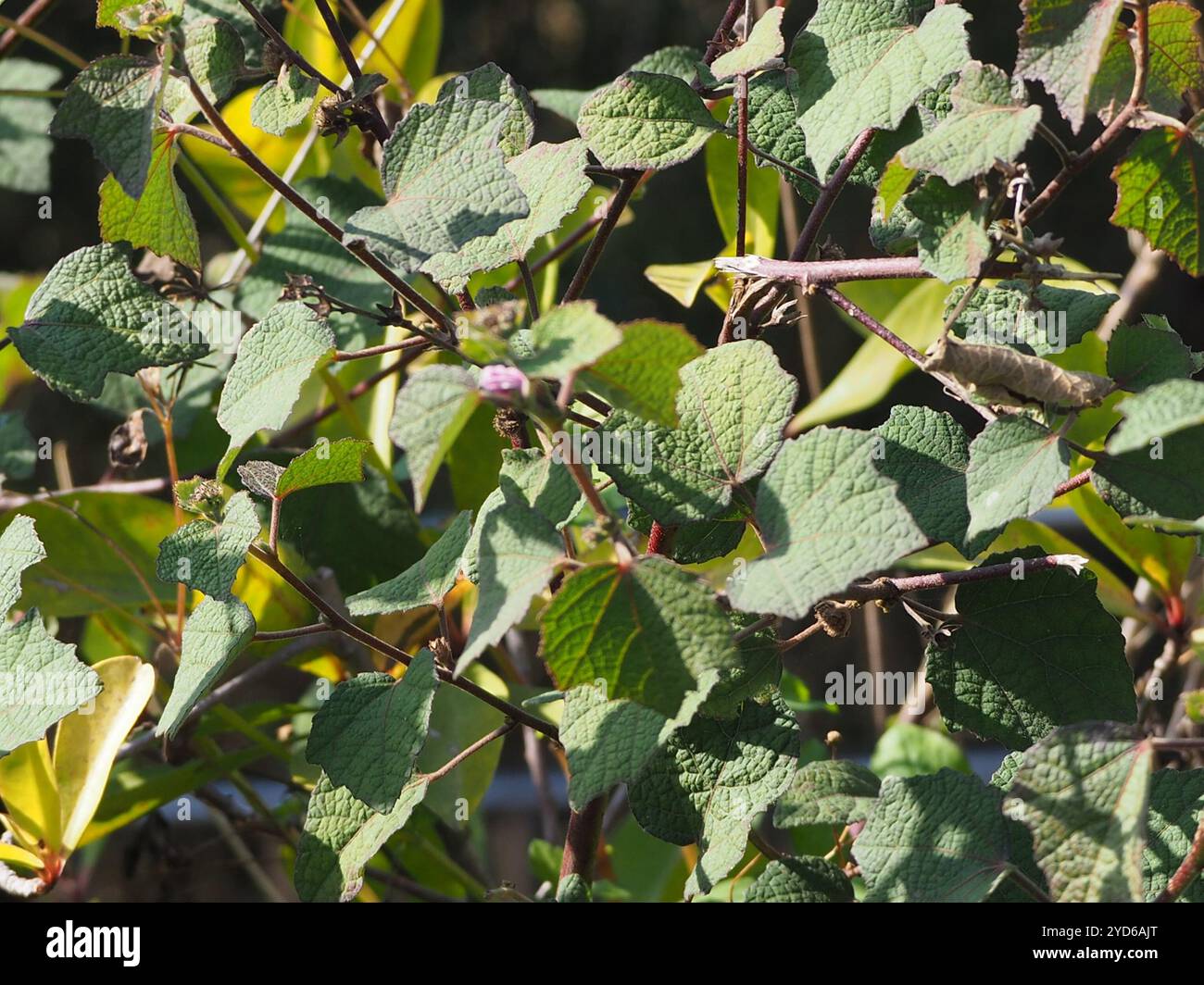 Caesar weed (Urena lobata Stock Photo - Alamy