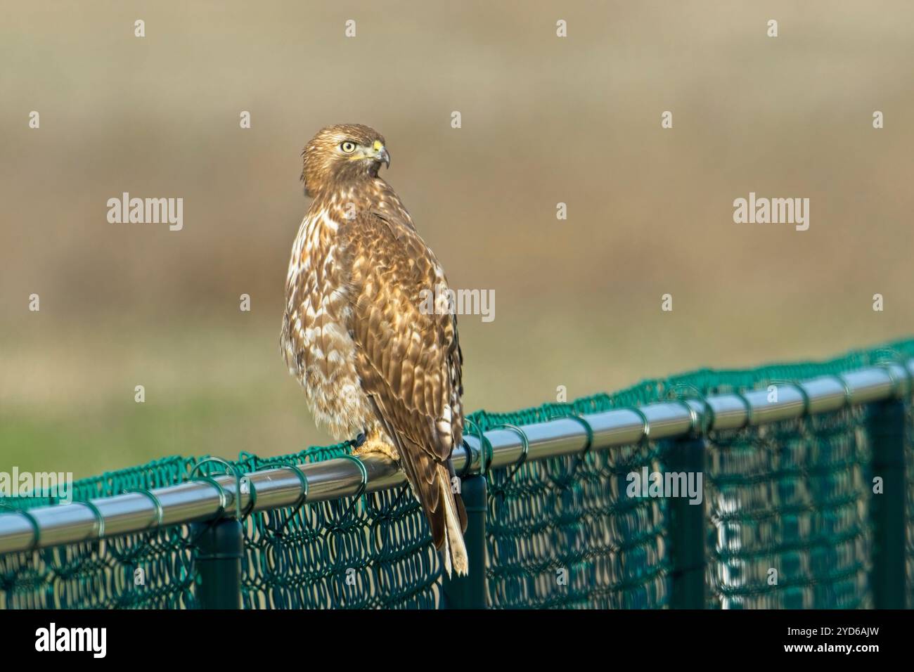 Red tailed hawk on fence hi-res stock photography and images - Alamy