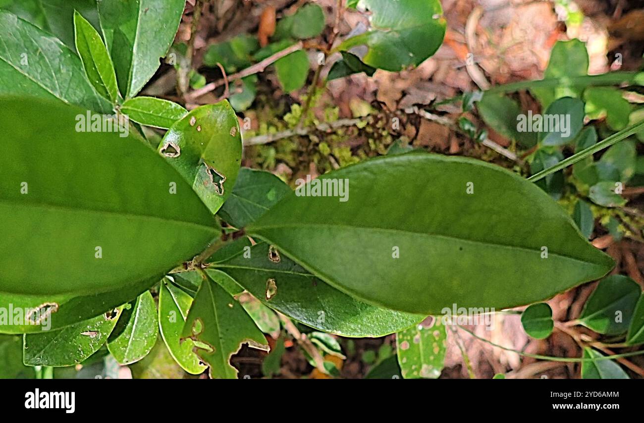 Ironwood (Olea capensis macrocarpa Stock Photo - Alamy