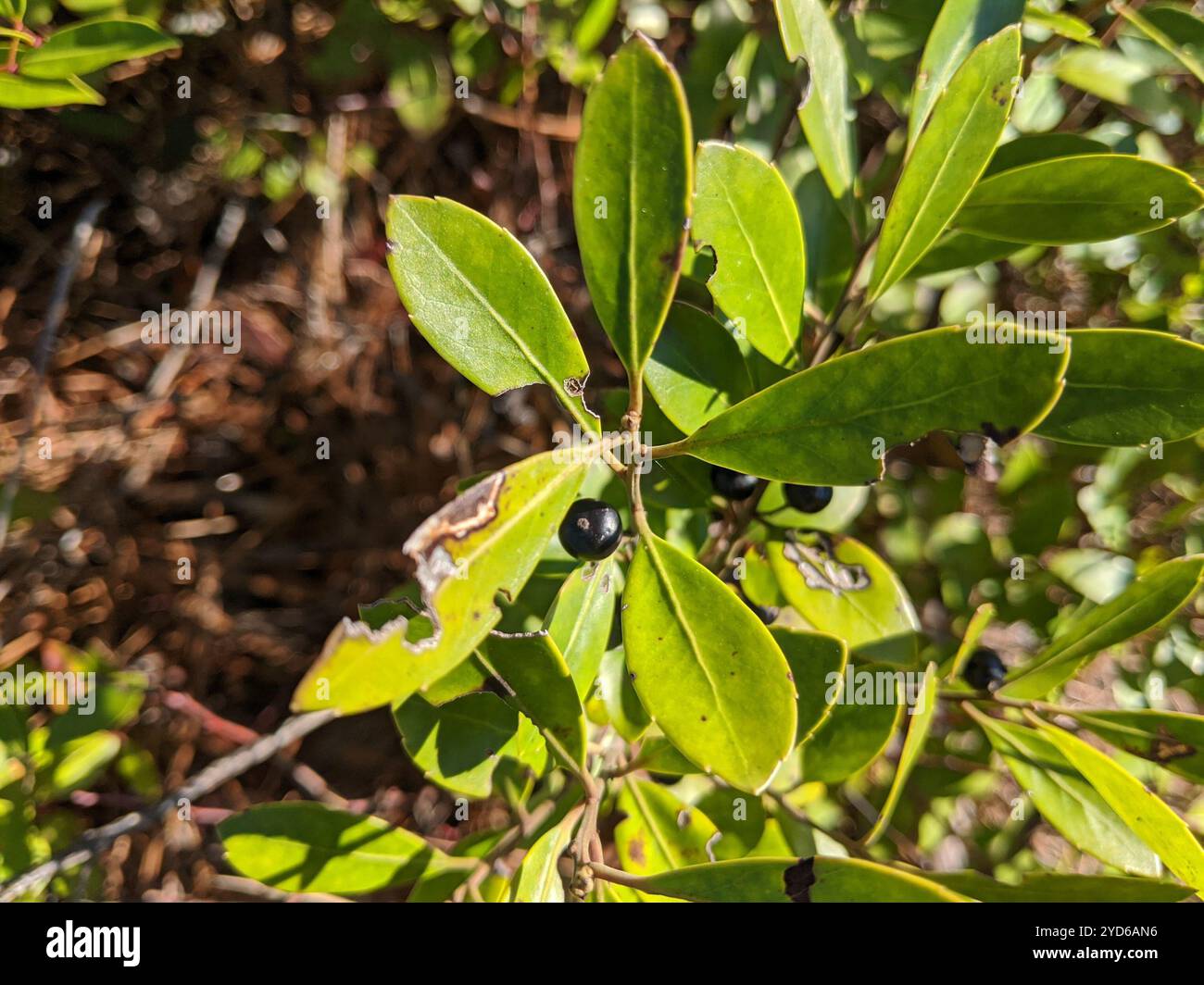 gallberry (Ilex glabra Stock Photo - Alamy