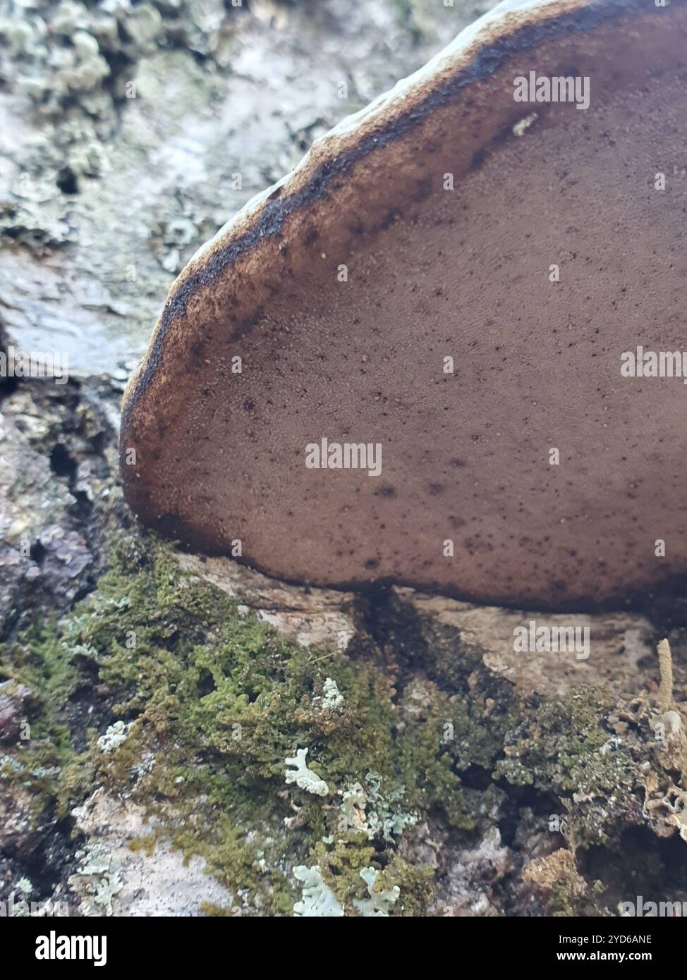 Hoof Fungus (Fomes fomentarius Stock Photo - Alamy