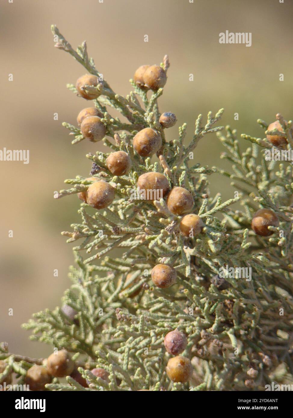 Mediterranean juniper (Juniperus turbinata Stock Photo - Alamy