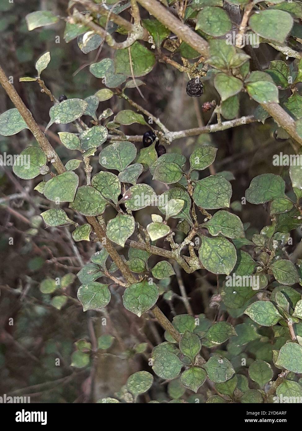 thin leaved coprosma (Coprosma areolata Stock Photo - Alamy