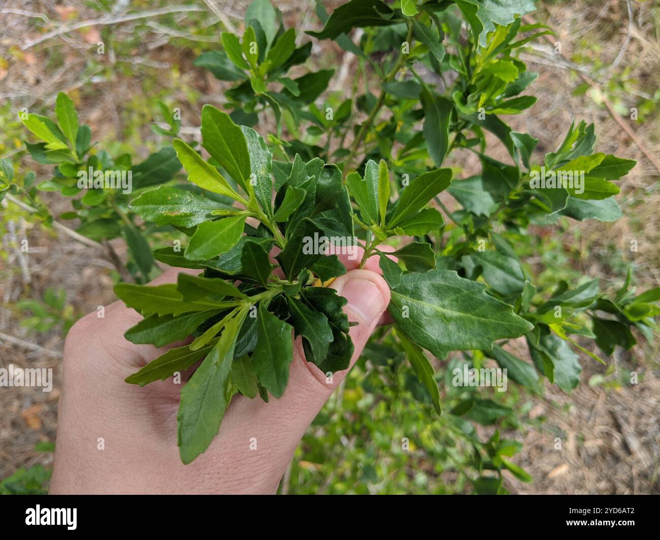groundsel tree (Baccharis halimifolia Stock Photo - Alamy